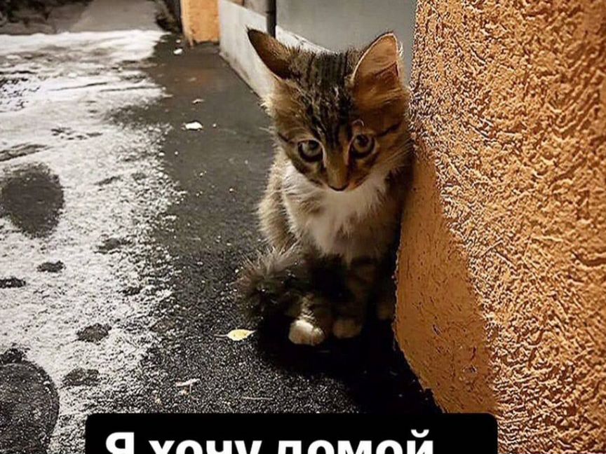 Спасённый котенок ищет семью