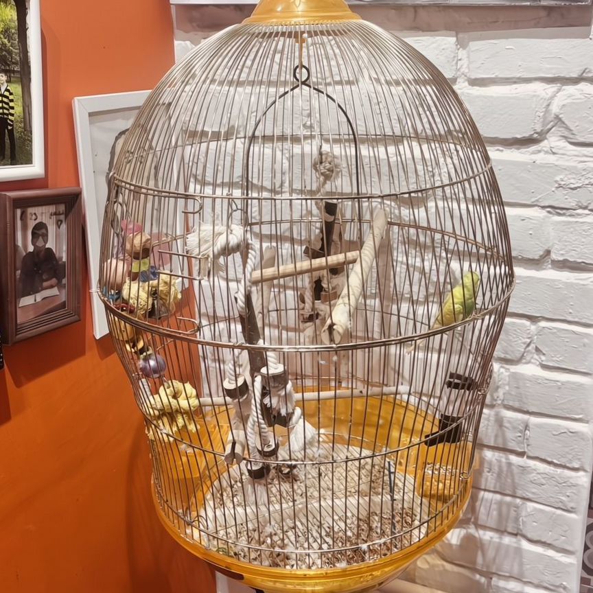 Попугай Толик