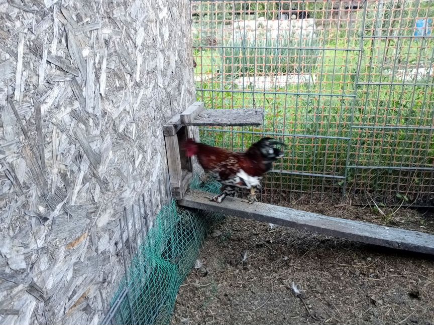 Продам или обменяю супер петю