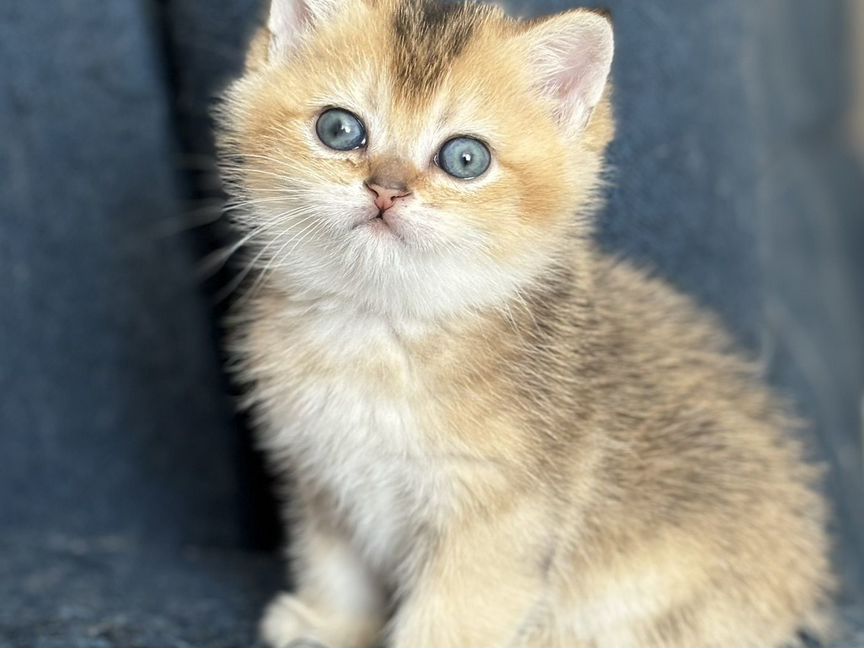 Золотая шиншилла