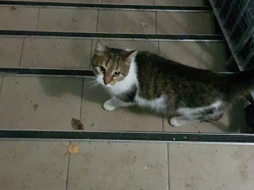 Кот