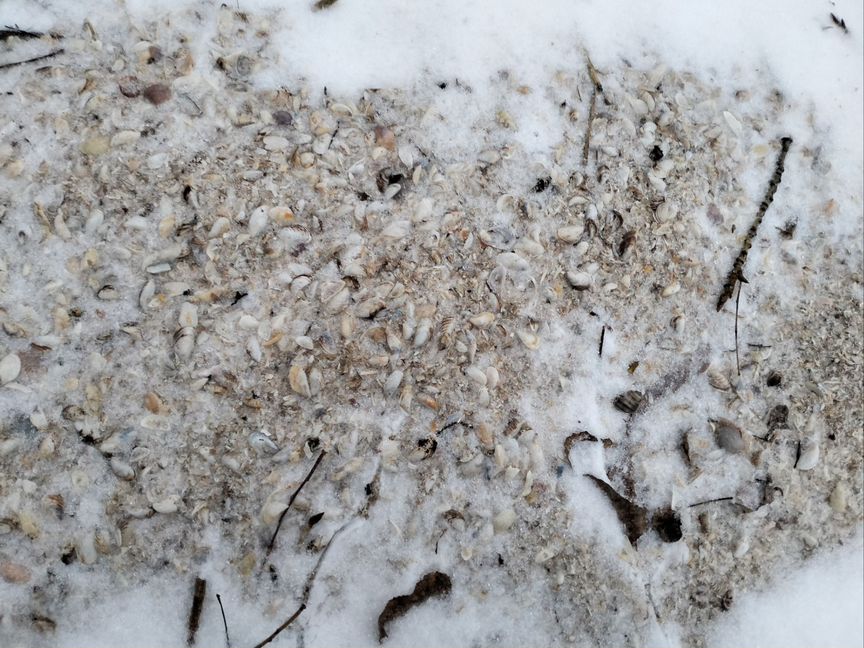 Ракушка для животных