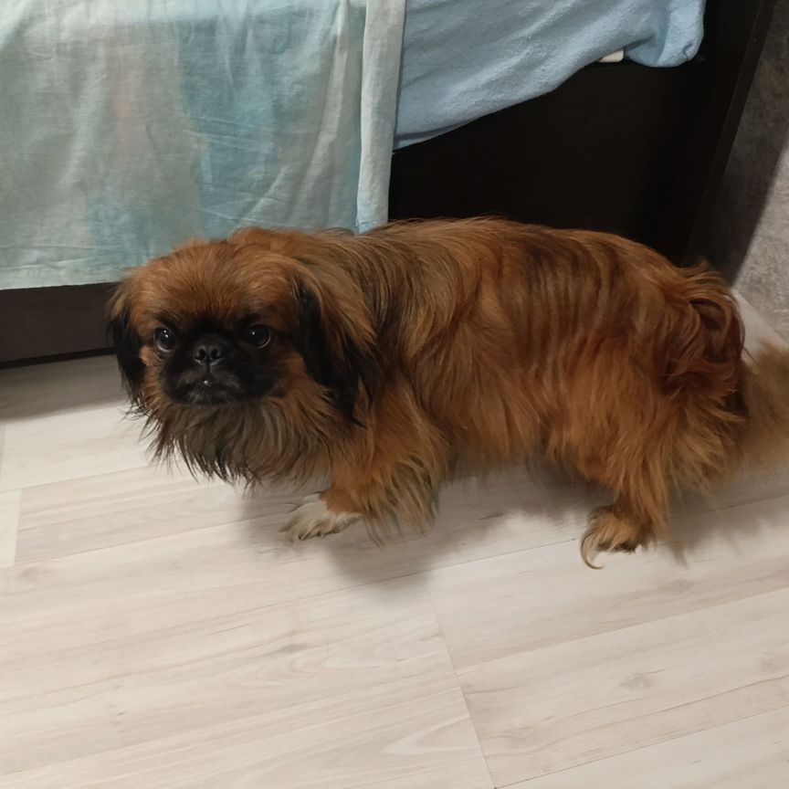 Отдам в хорошие руки