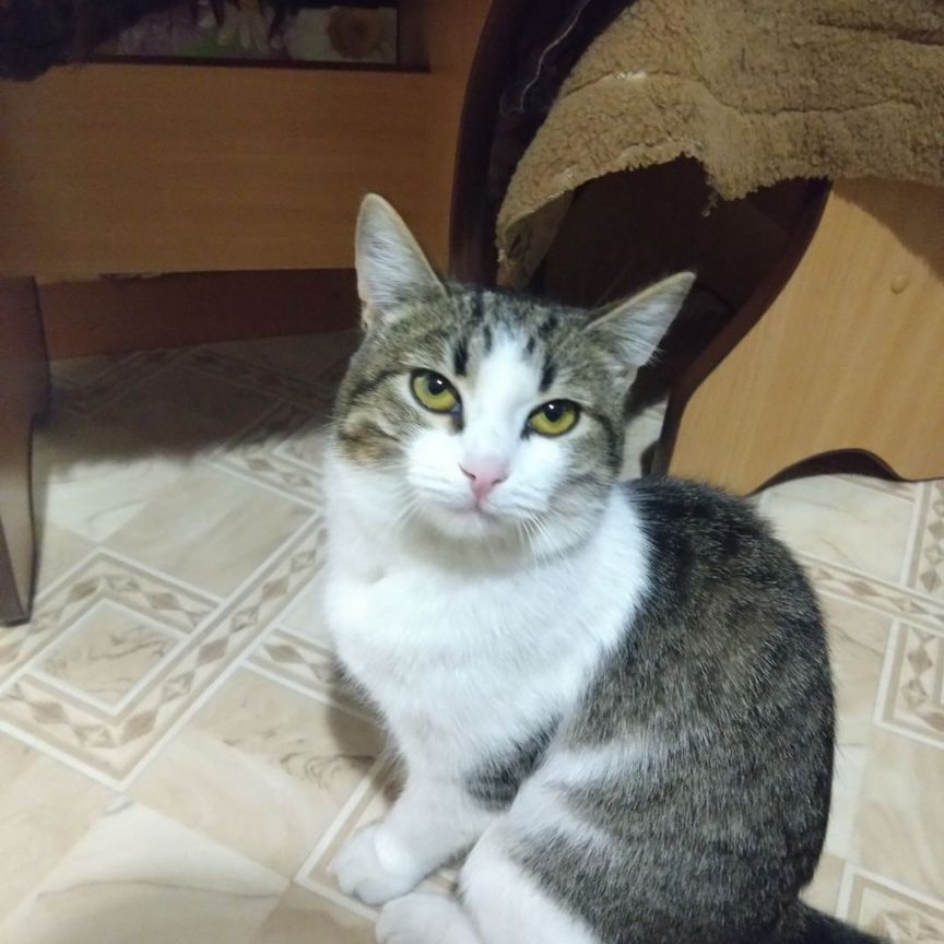 Кошка 9 месяцев