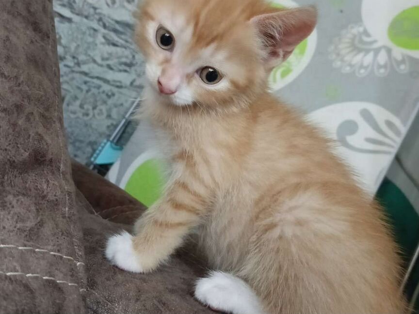 Прекрасные котята