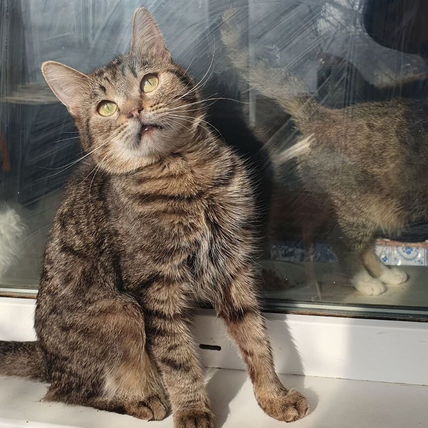 Сибирский, взрослый кот