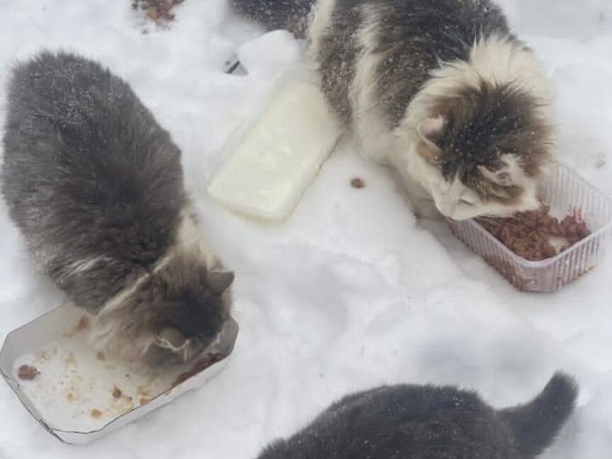 Несчастные кошки на морозе