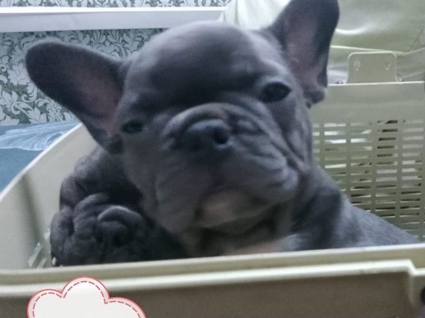 Киндер сюрпризы