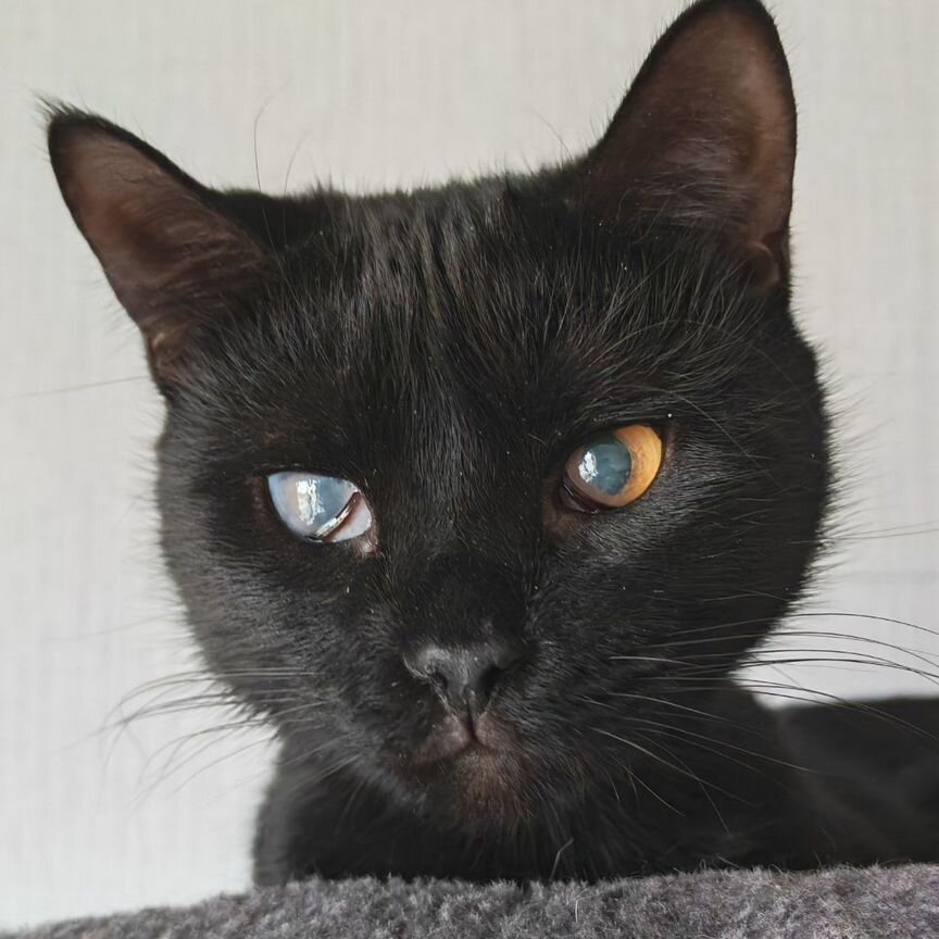 Взрослая, кошка в добрые руки