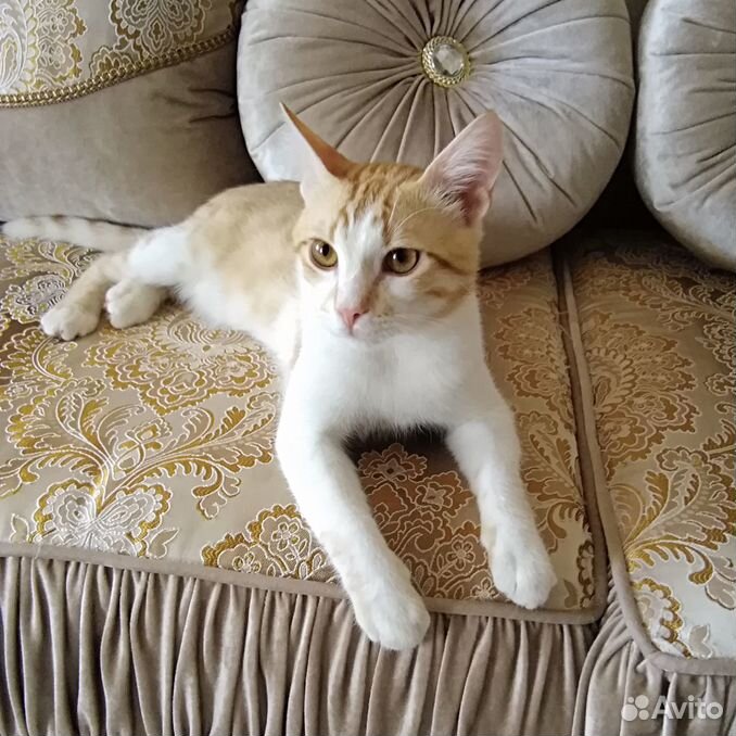 Котик Маркиз ждет любящее сердце