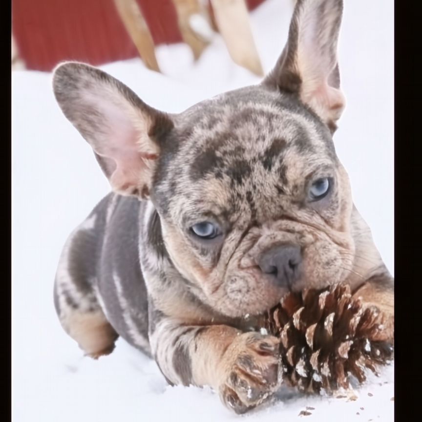 Французский бульдог, щенок