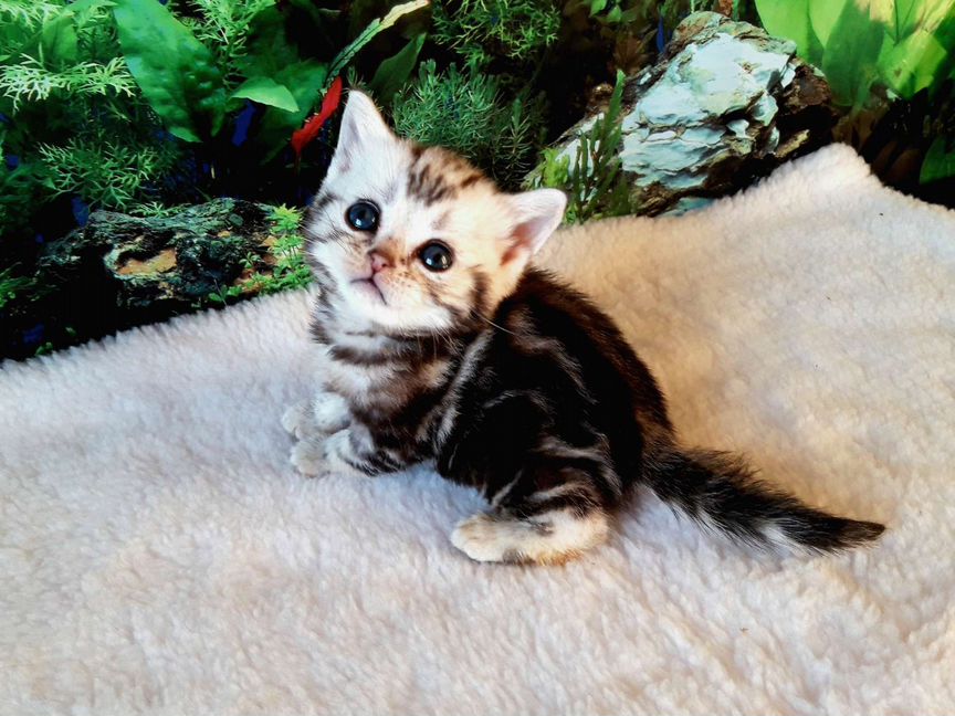 Британский мраморный котик 1 мес
