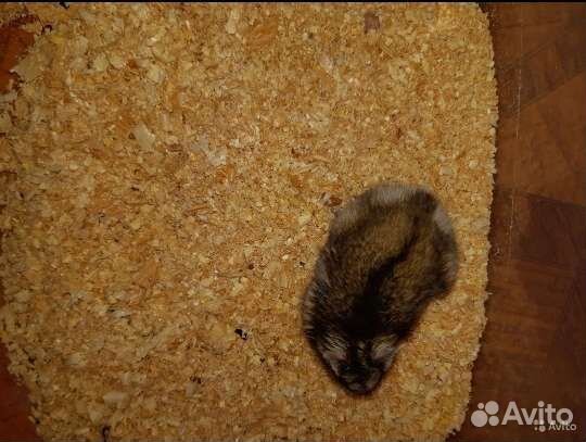 Хомяк девочка