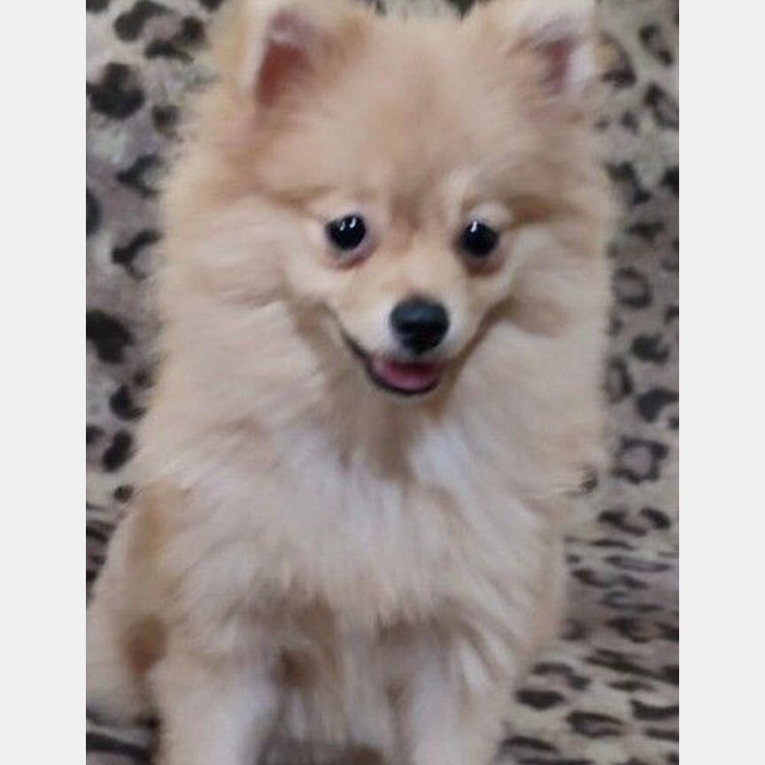 Шпиц лисичка