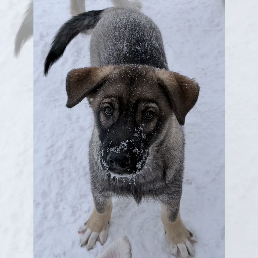 Щенок в добрые руки