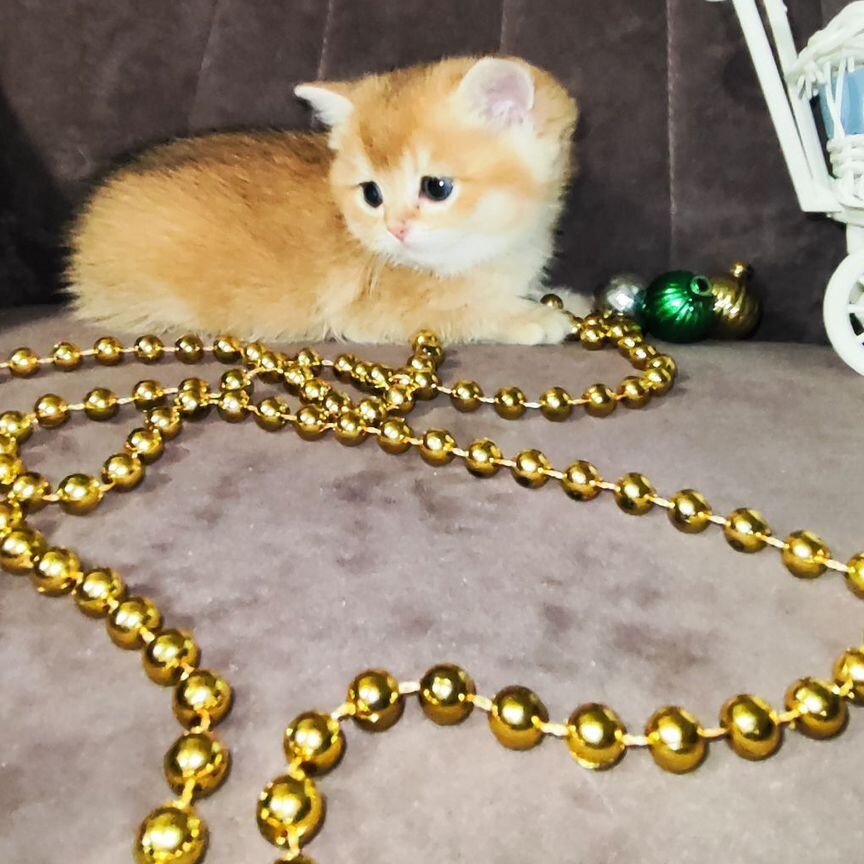 Британский короткошёрстный котёнок