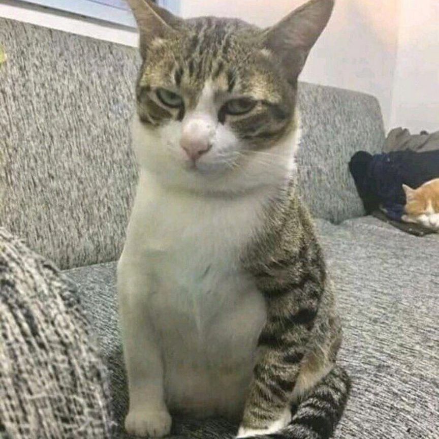 Кот обормот