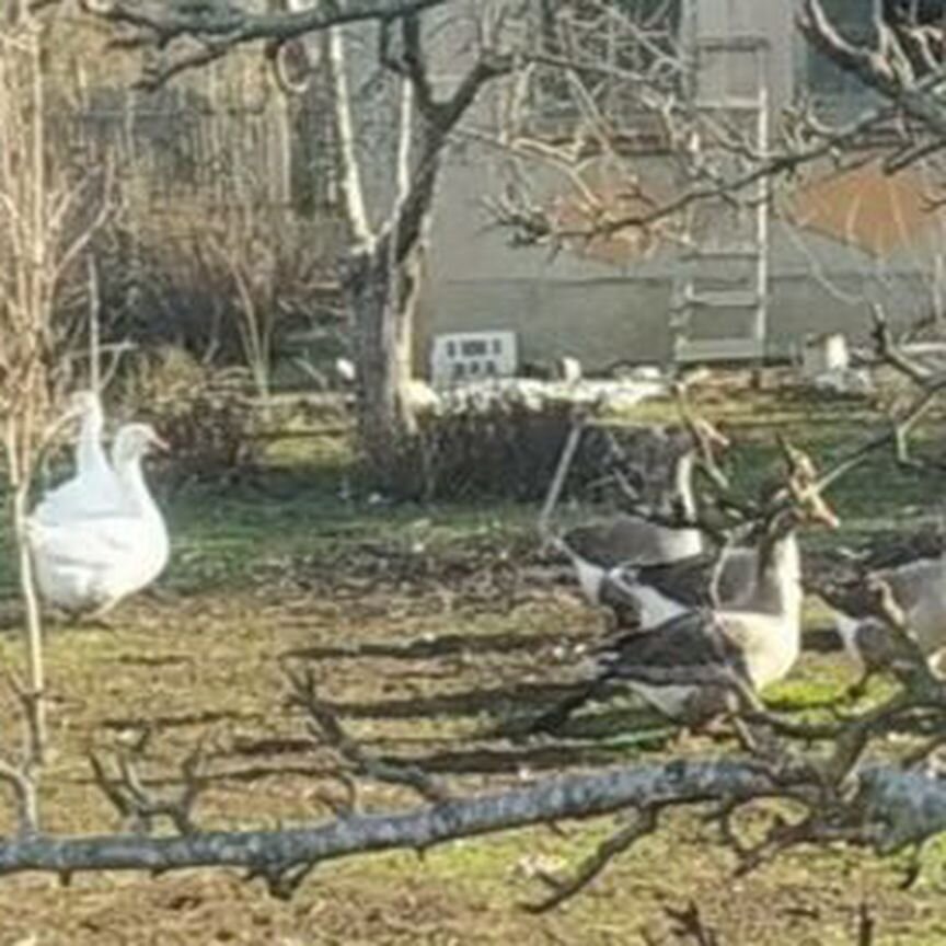 Гуси на племя