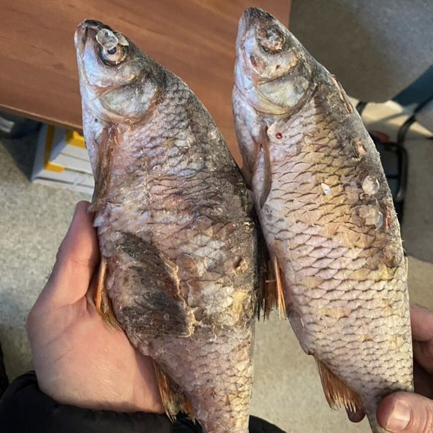 Рыба свежемороженая на корм животным