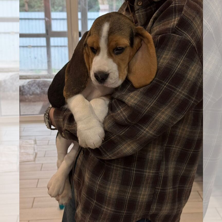 Бигль, щенок