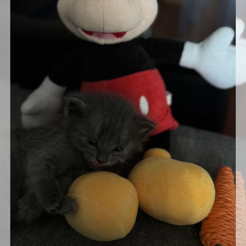 Британский короткошёрстный котёнок