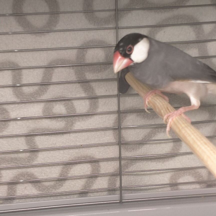 Рисовые амадины