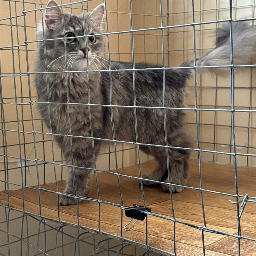 Сибирский котёнок