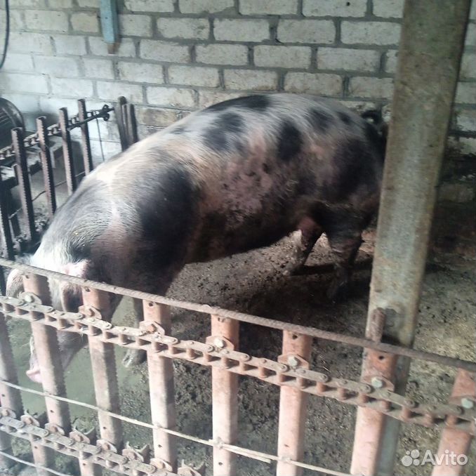 Свинья на племя