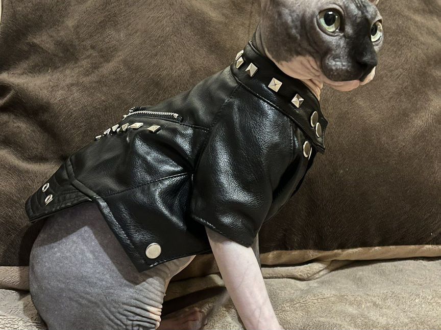 Канадский сфинкс вязка (жених)