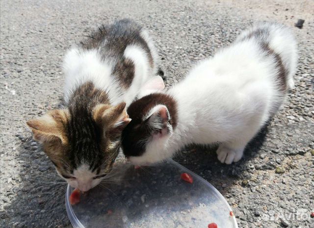 Котята ищут дом