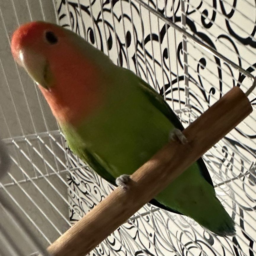 Попугай неразлучник с клеткой