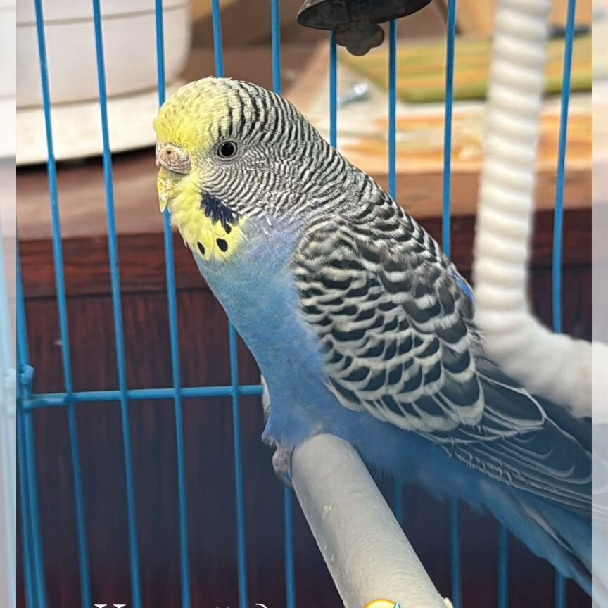 Волнистый попугай