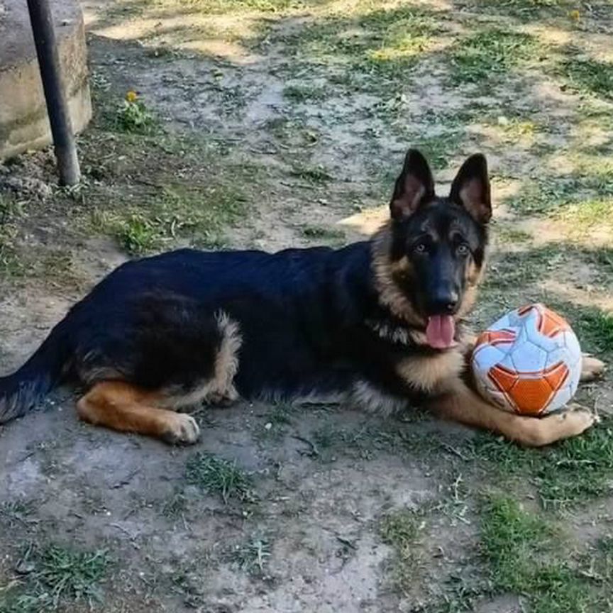 Кабель для случки. Овчарка