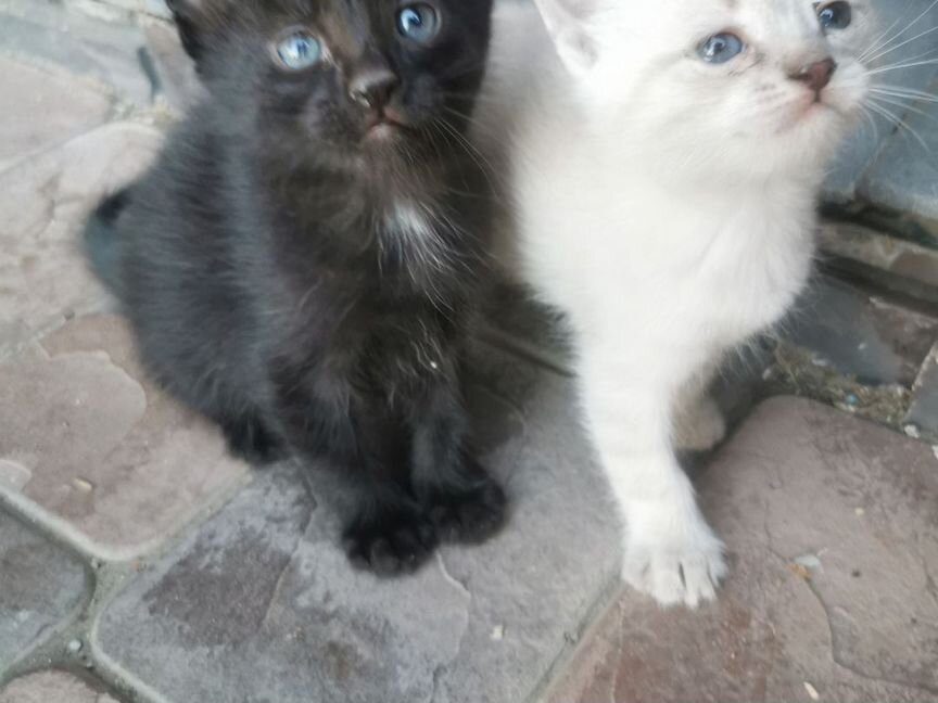 Котята в добрые руки бесплатно