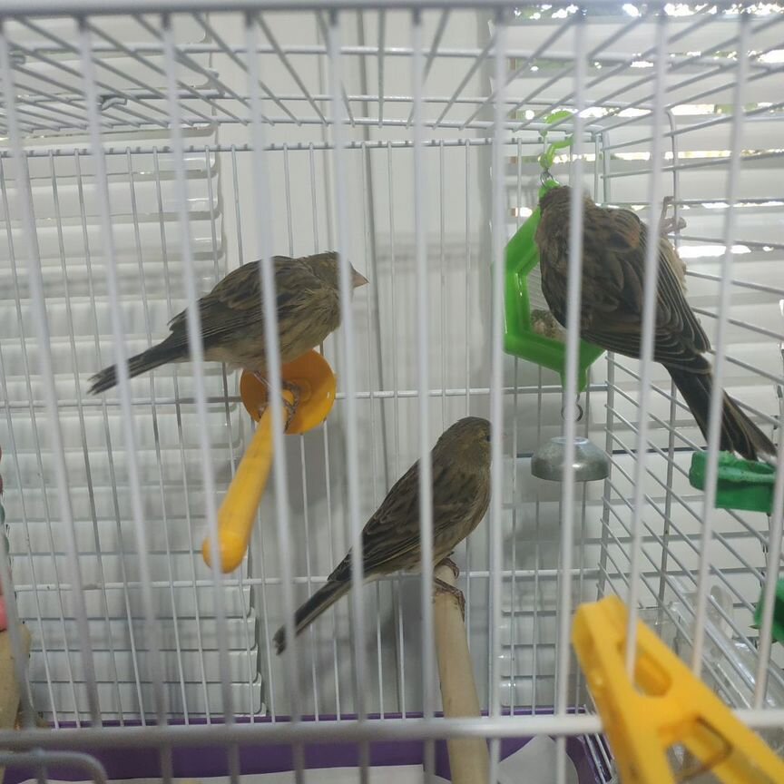 Канарейка- самки