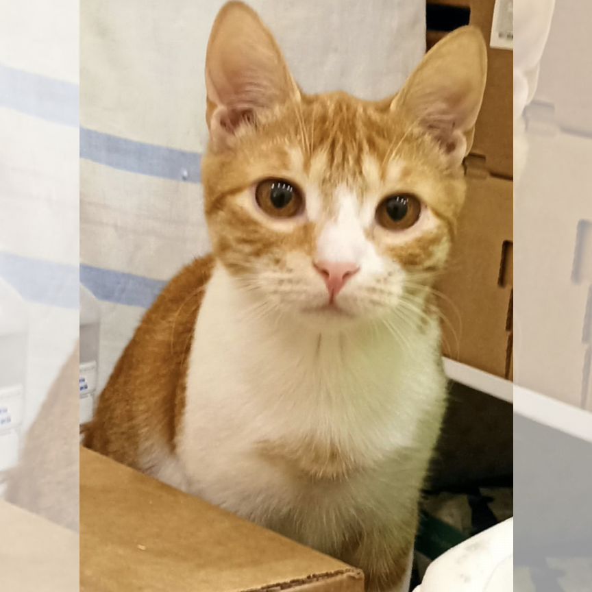 Рыжий котенок с карими глазами