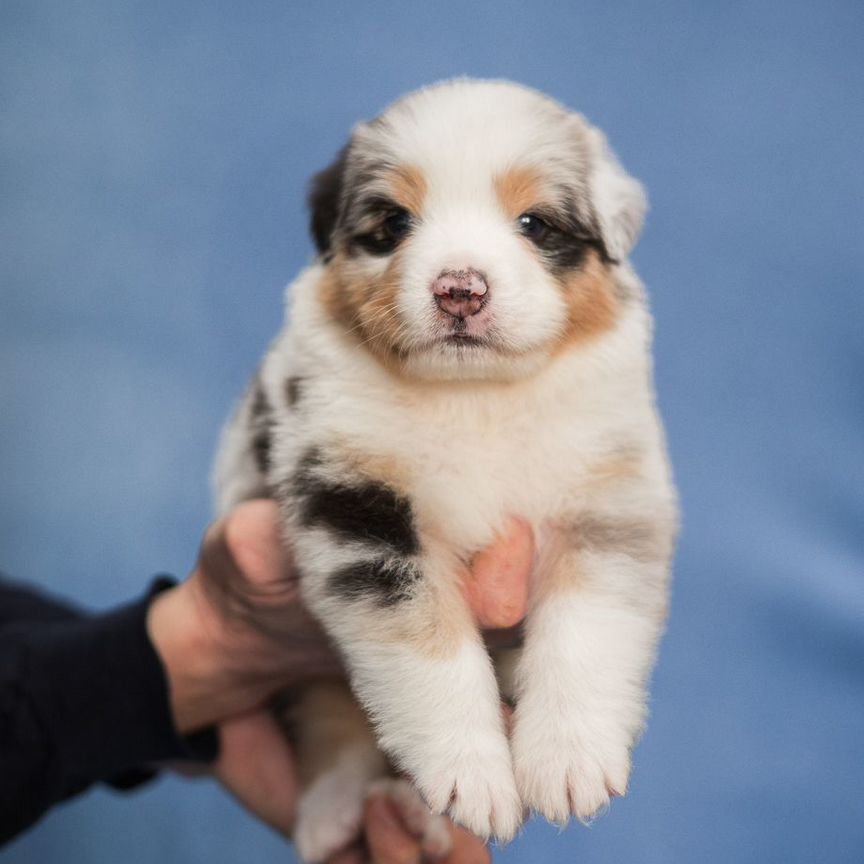Австралийская овчарка (аусси) щенки