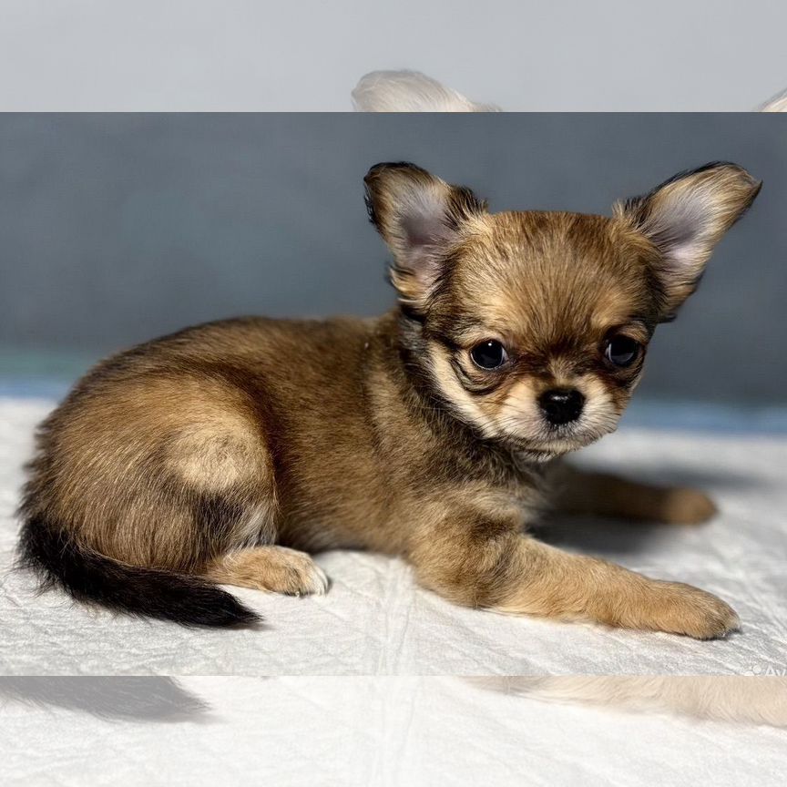 Чихуахуа, щенок