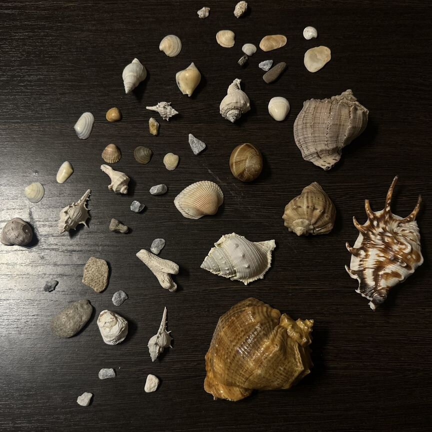 Морские ракушки