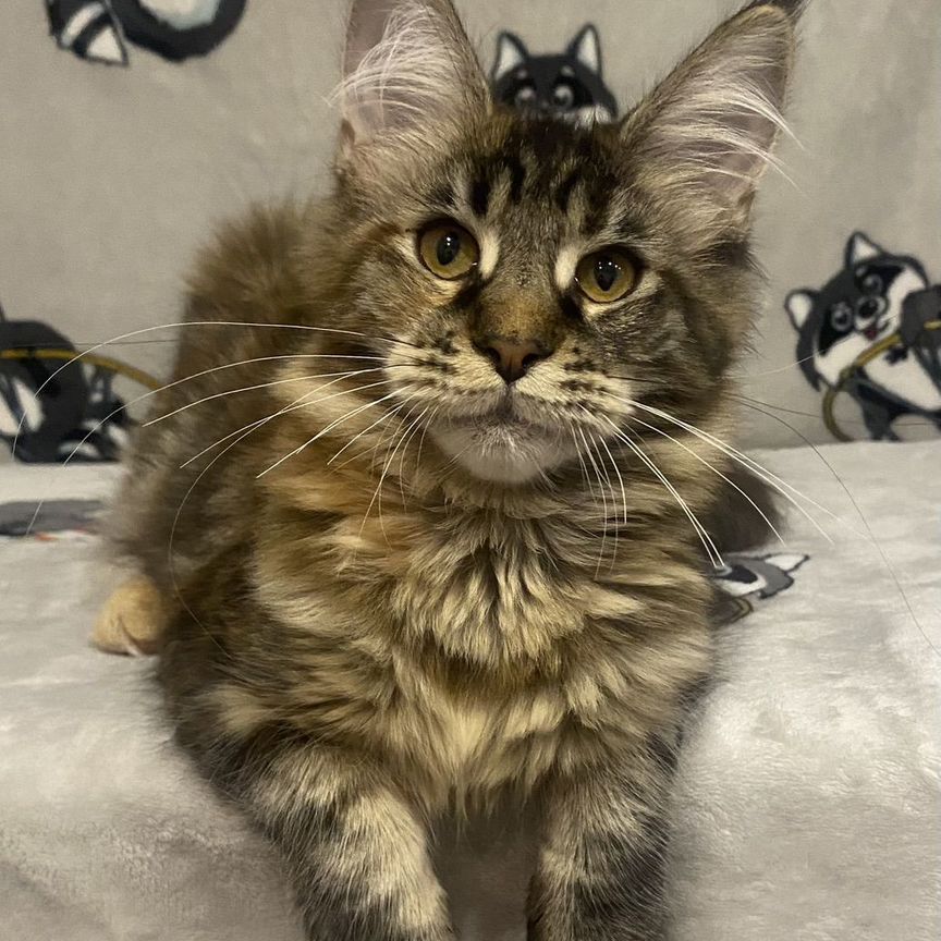 Кошечка Мейн-кун