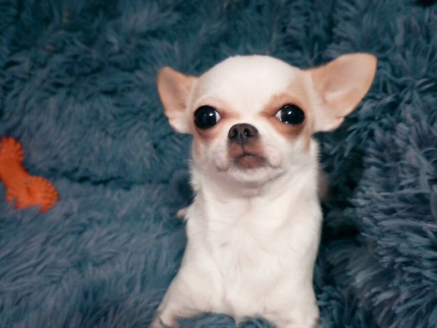 Чихуахуа Девочка мини