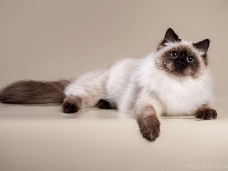 Невский маскарадный кот вязка