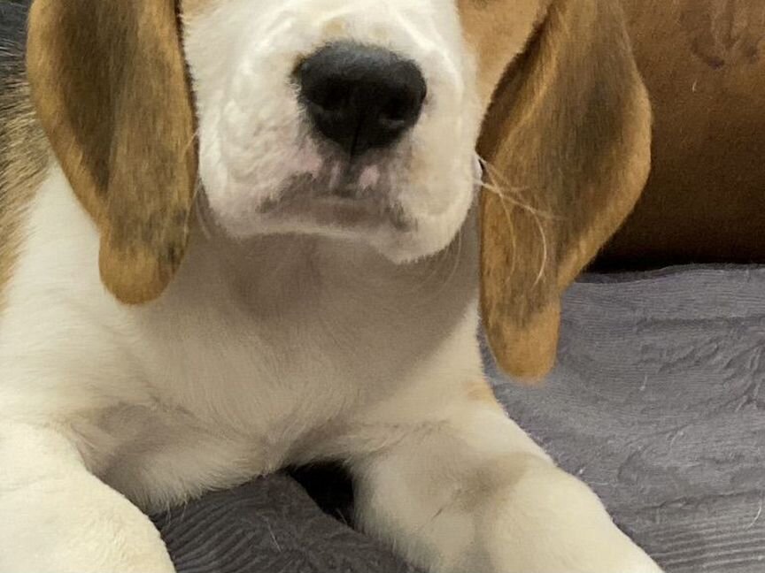 Бигль. Потому что нельзя быть красивой такой)