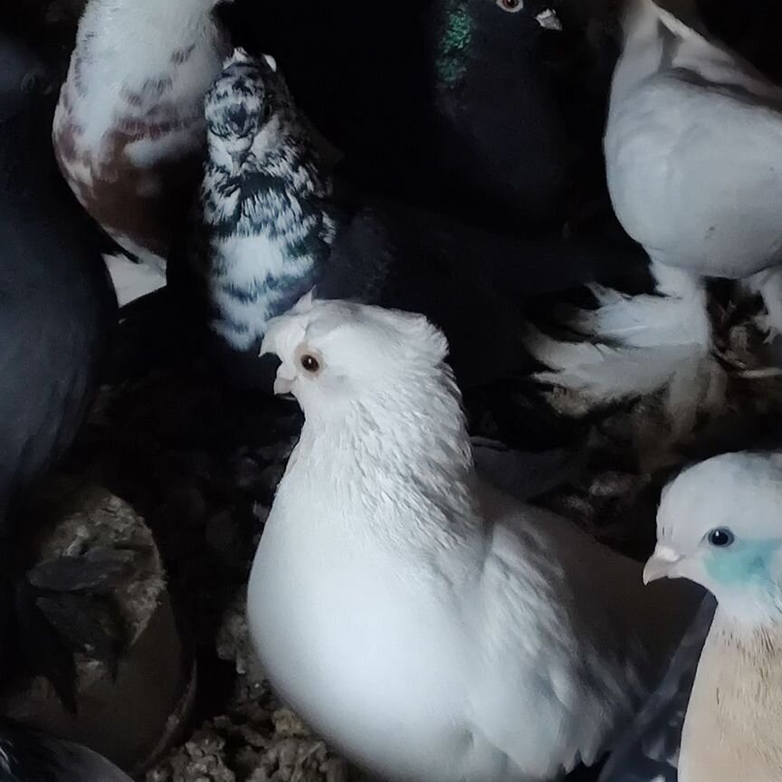 Продажа узбекских голубей