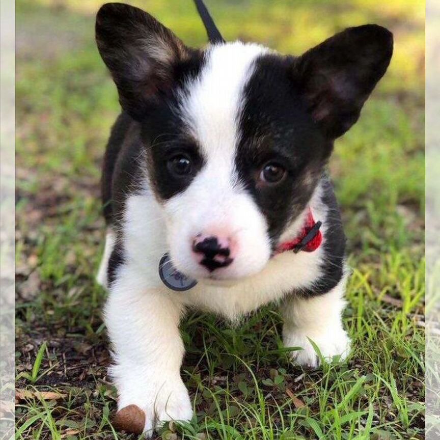 Вельш Корги Кардиган, щенок