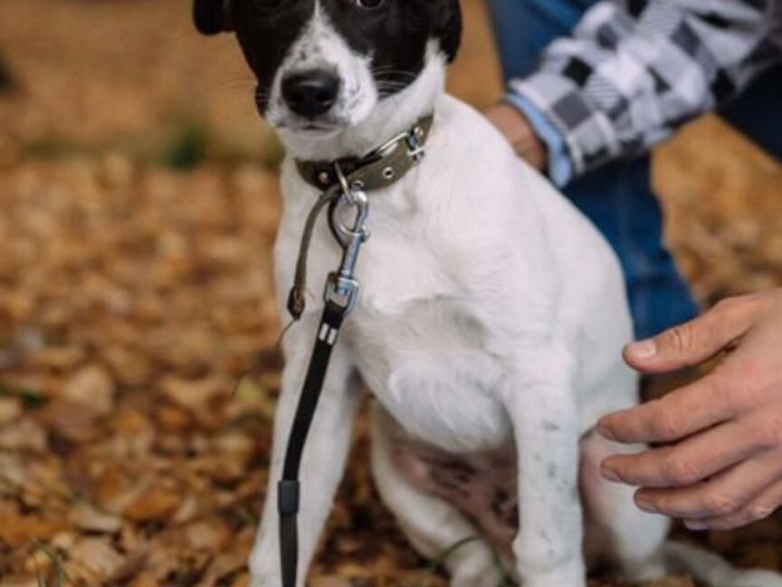 Ричи ищет дом