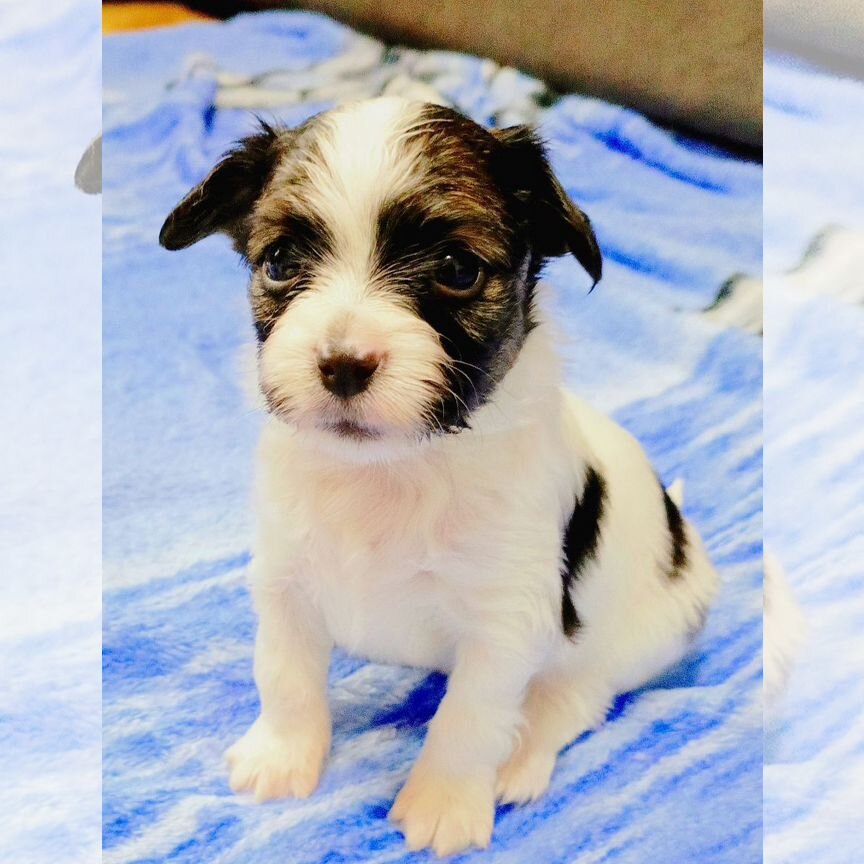 Континентальный той-спаниель папильон, щенок