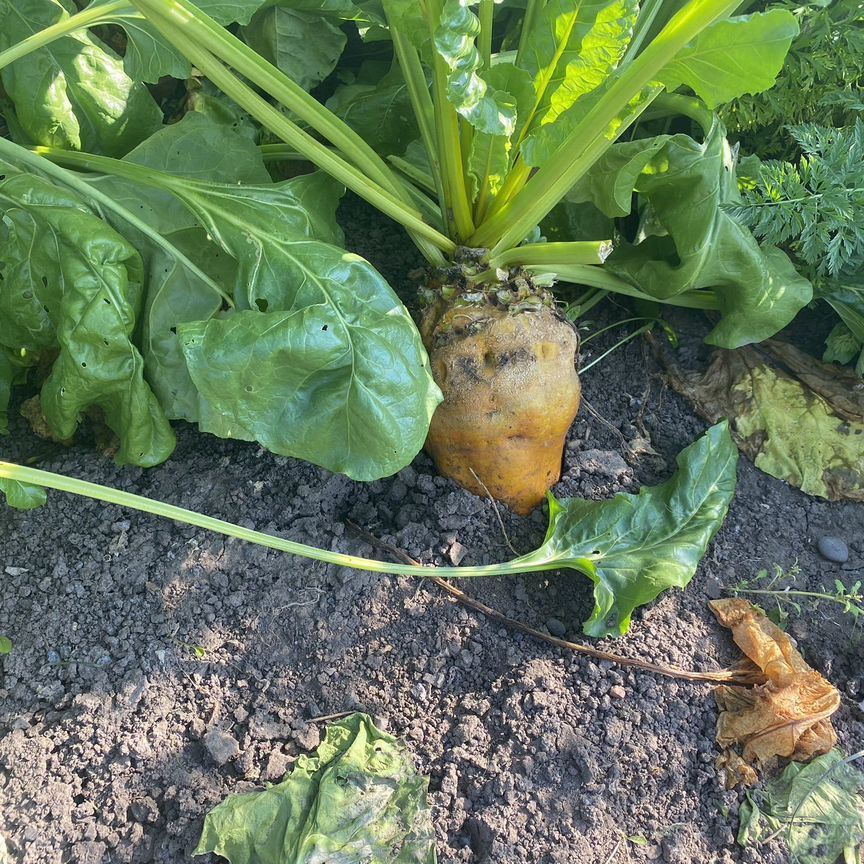 Кормовая свекла