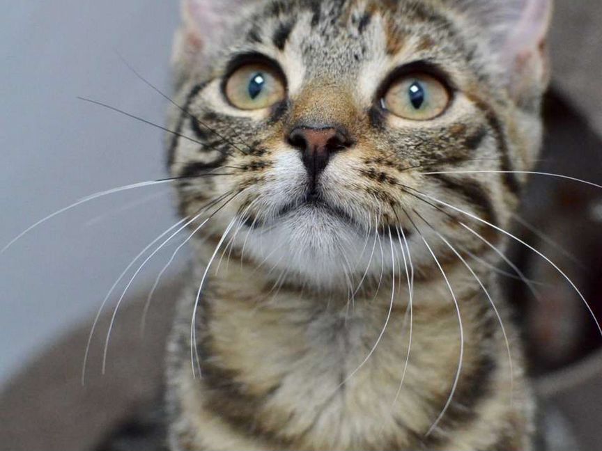 Котенок