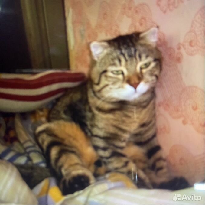 Отдам даром. Вислоухий котик, около 2 лет